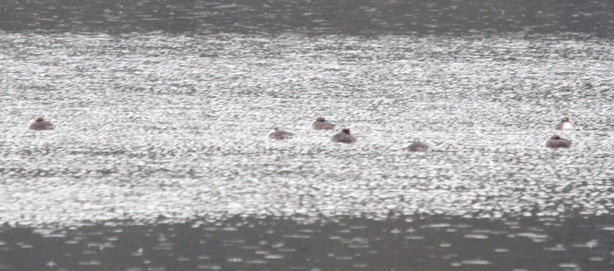 Pennsylvania Bird Atlas Checklist - 1 Apr 2024 - Peters Lake Park - 24 species