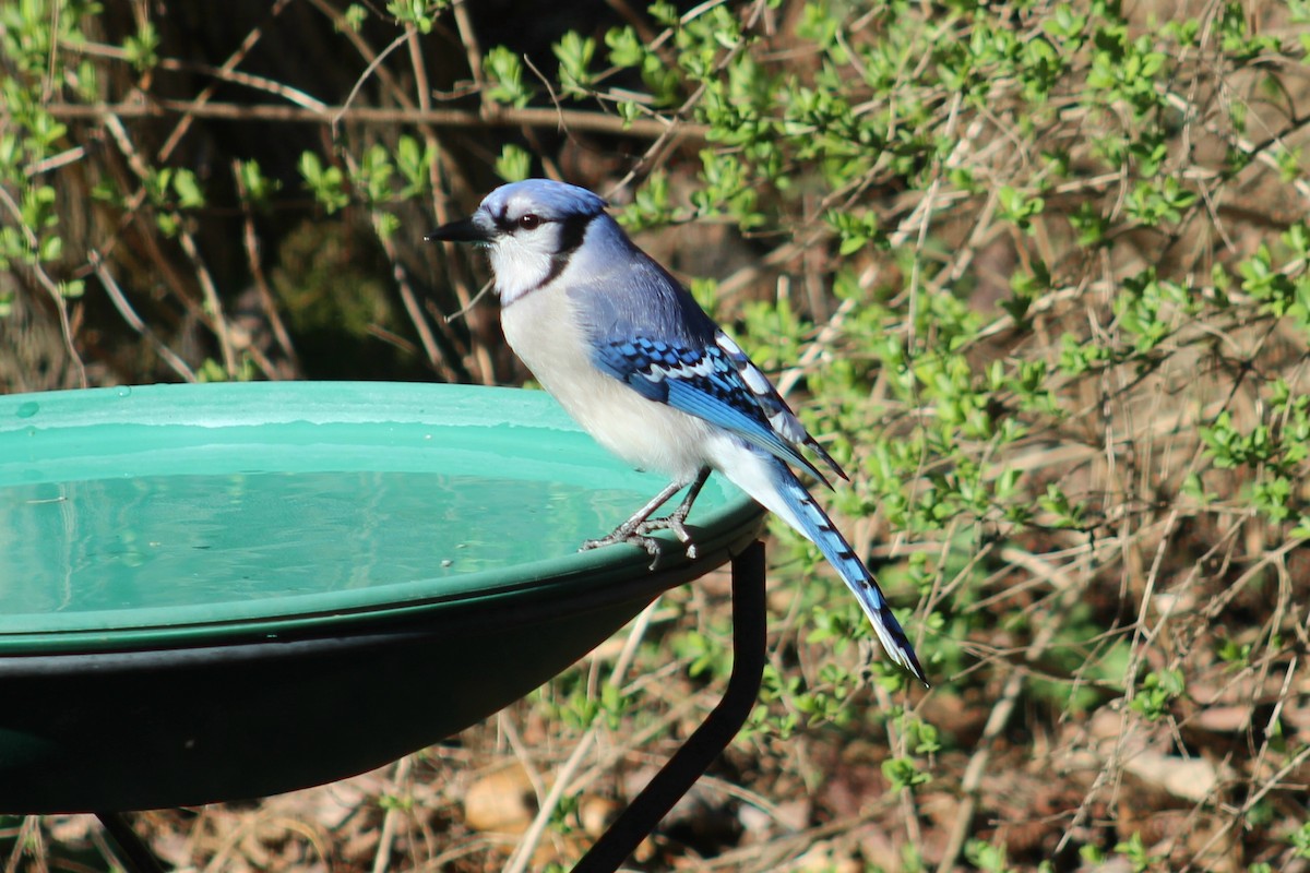 Pennsylvania Bird Atlas Checklist - 21 Mar 2024 - Wolfe Mt. - 1 species