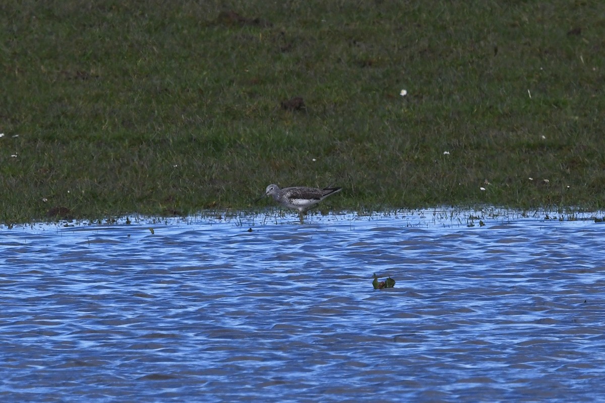 eBird Checklist - 29 Mar 2024 - Close Taggart - 3 species