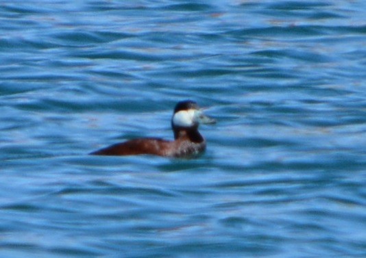 eBird Checklist - 1 Apr 2024 - General Motors Technical Center ...