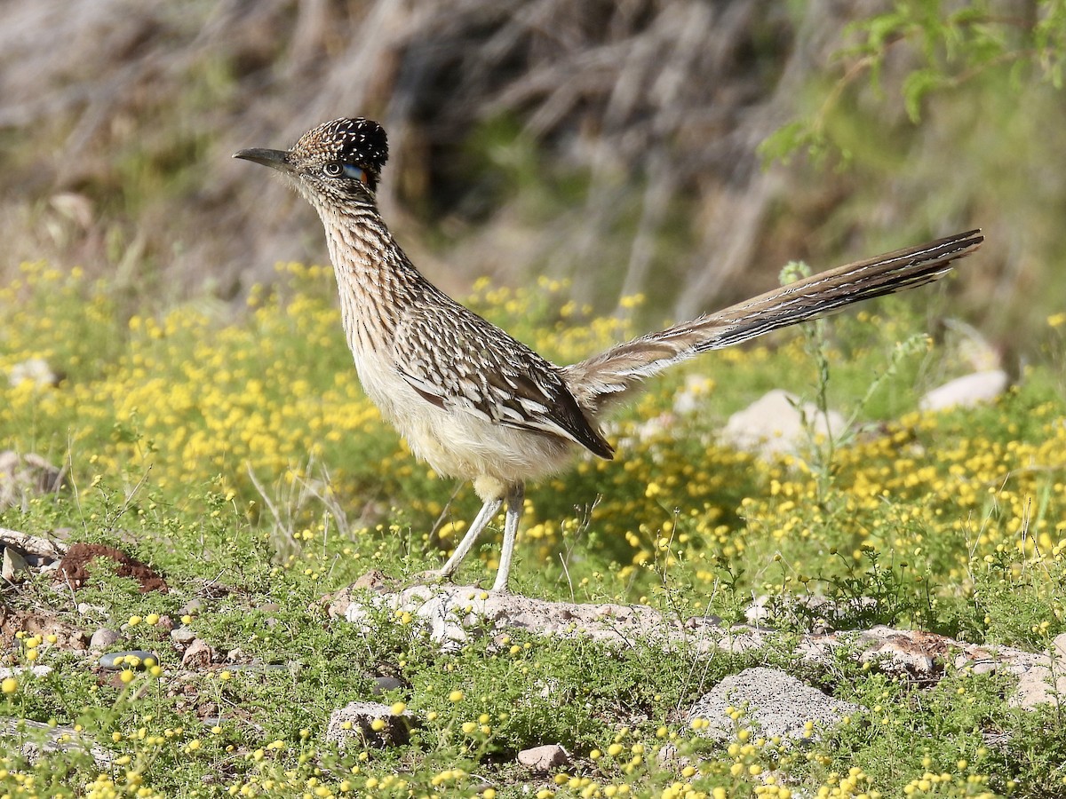 eBird Checklist - 1 Apr 2024 - Rio Salado Project - 40 species