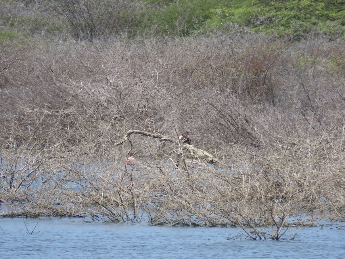 eBird Checklist - 1 Apr 2024 - Muizenberg Dam - 39 species