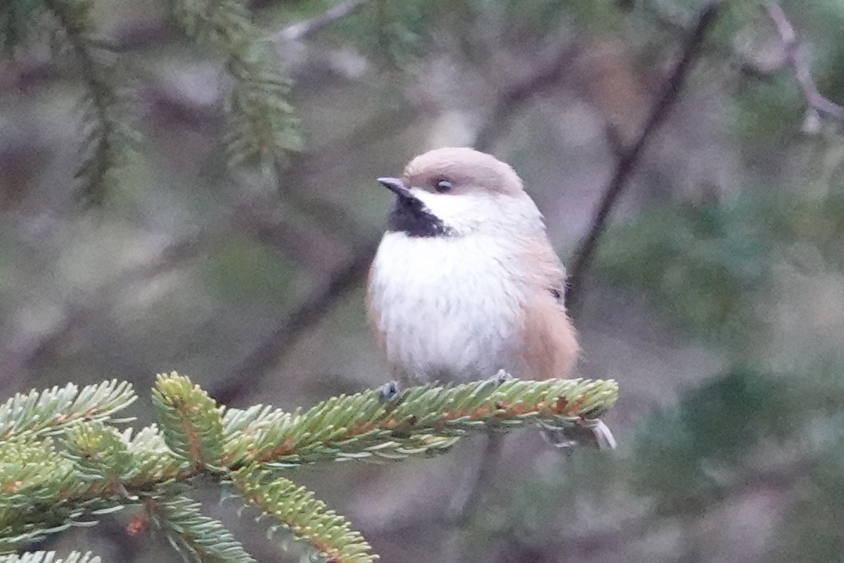 eBird Checklist - 1 Apr 2024 - 2020–2022 Blue Ridge Rd, North Hudson US ...