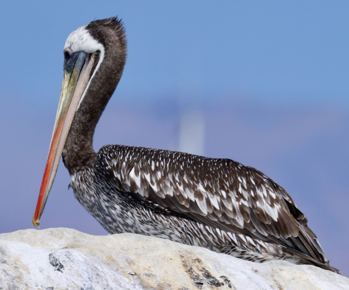 eBird Checklist - 30 Mar 2024 - Muelle del Callao - 10 species