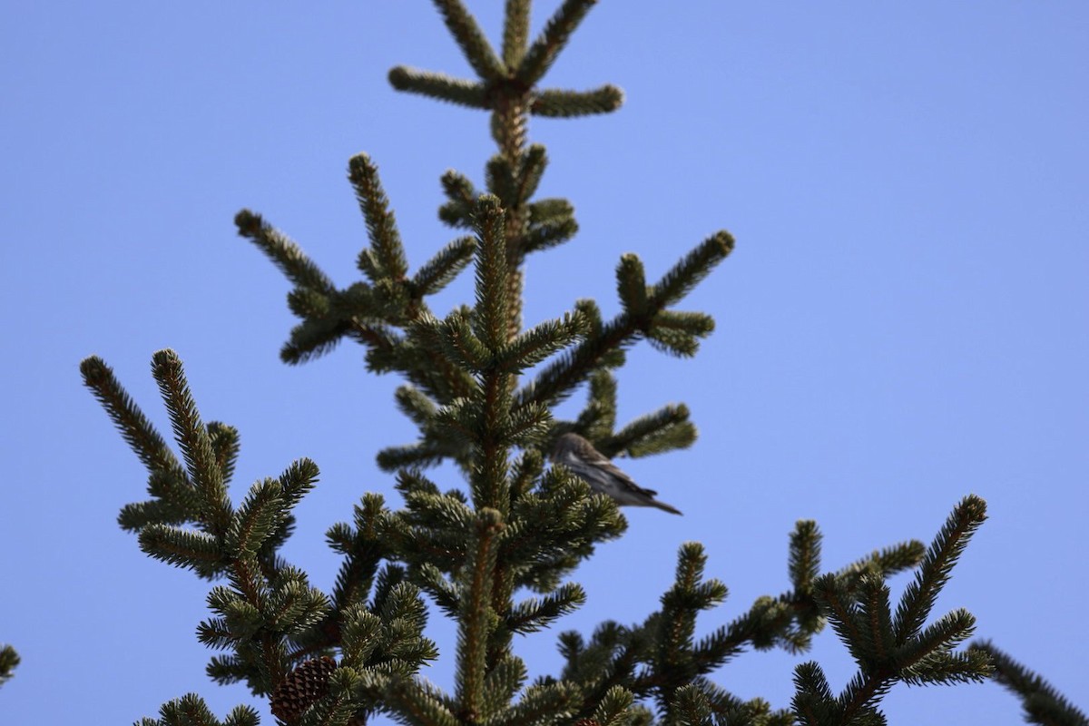 eBird Checklist - 1 Apr 2024 - 221–299 E Point Dr, Unalaska US-AK 53. ...