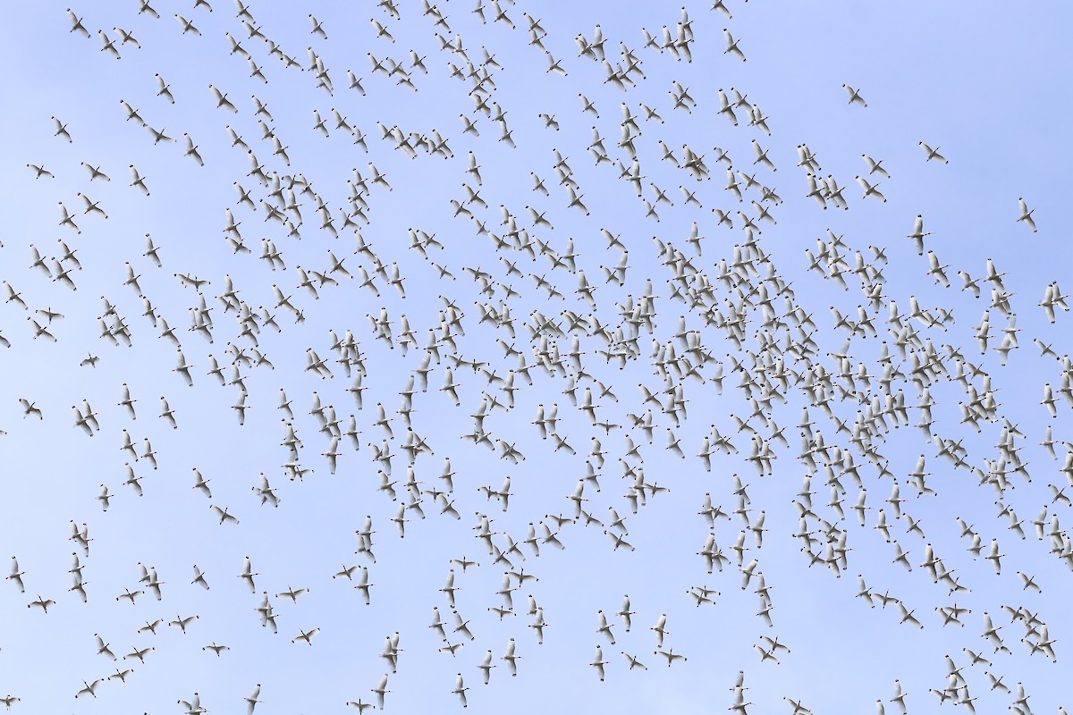 eBird Checklist - 1 Apr 2024 - Swamp of Toa IBA--Chickasawhatchee WMA ...