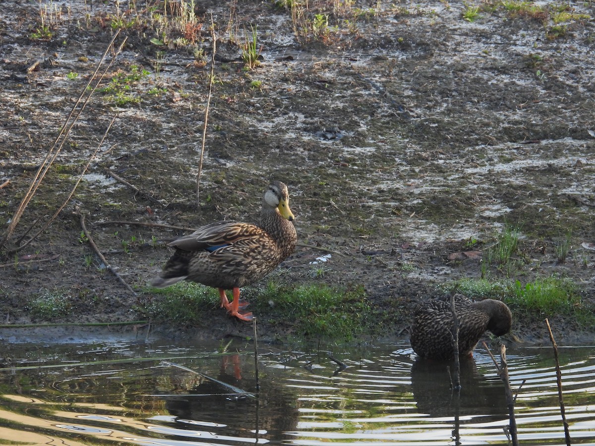 eBird Checklist - 2 Apr 2024 - Mason-Smith Rd - 14 species