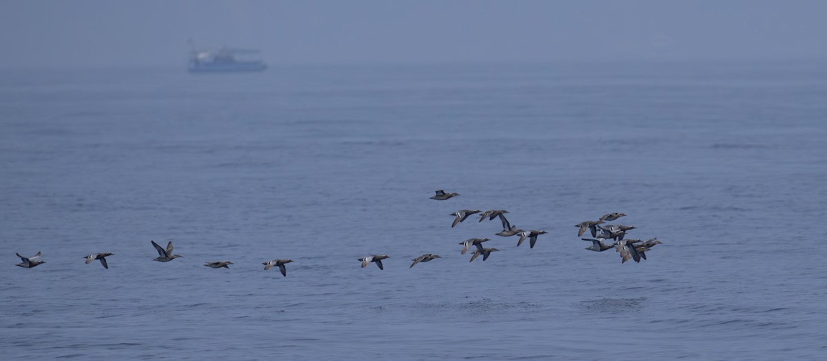 eBird Checklist - 30 Mar 2024 - Po Toi seawatch point - 9 species