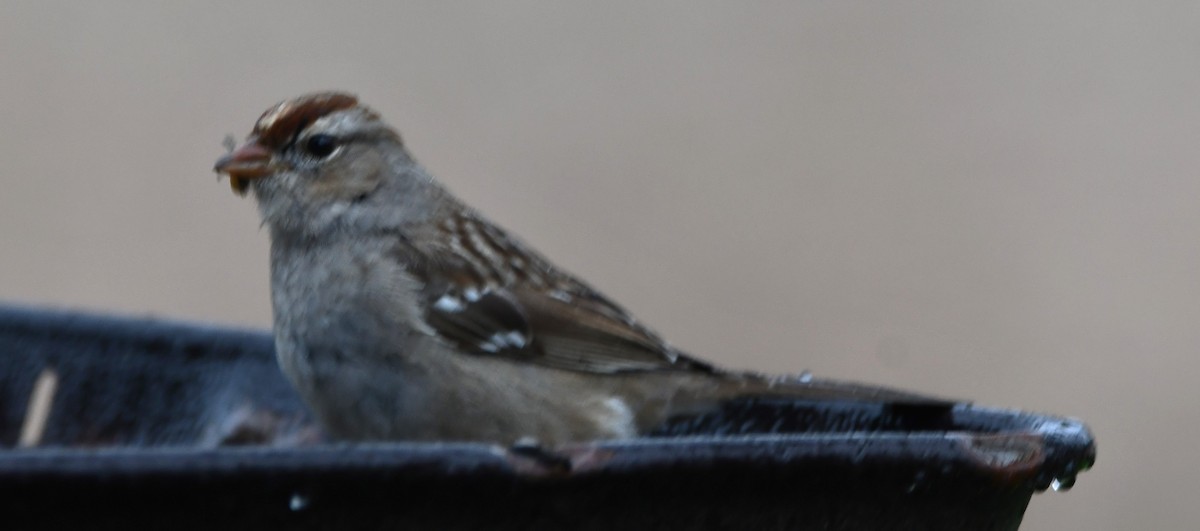 eBird Checklist - 1 Apr 2024 - 3141 Ponderosa Ave, Ontario US-OH (40. ...
