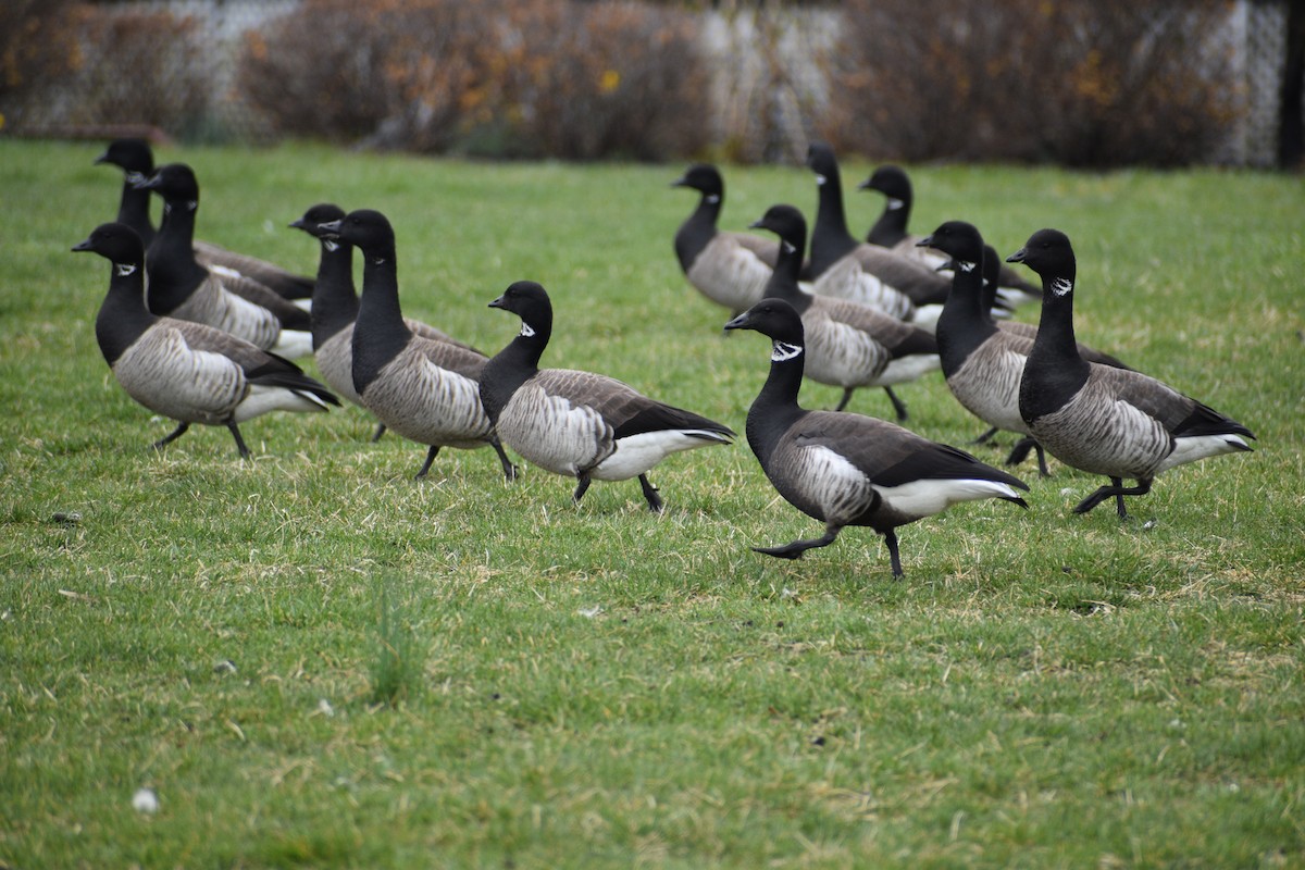 eBird Checklist - 1 Apr 2024 - Silver Lake and Ferruggiaro Park - 1 ...