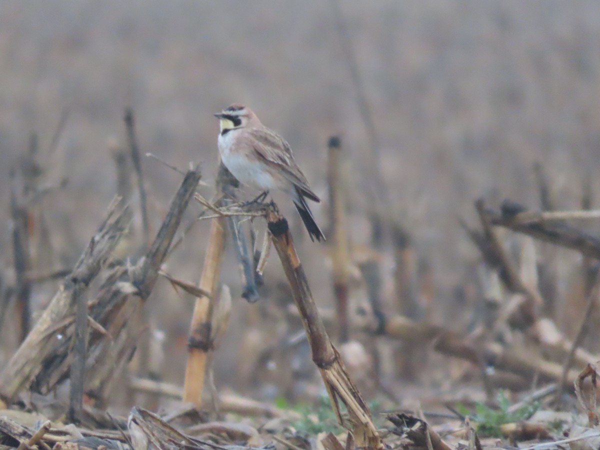 Pennsylvania Bird Atlas Checklist - 2 Apr 2024 - Greenleaf St. - 5 species