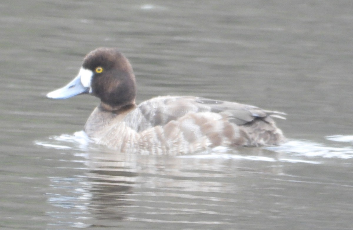 eBird Checklist - 2 Apr 2024 - Greenbelt Lake - Buddy Attick Lake Park ...