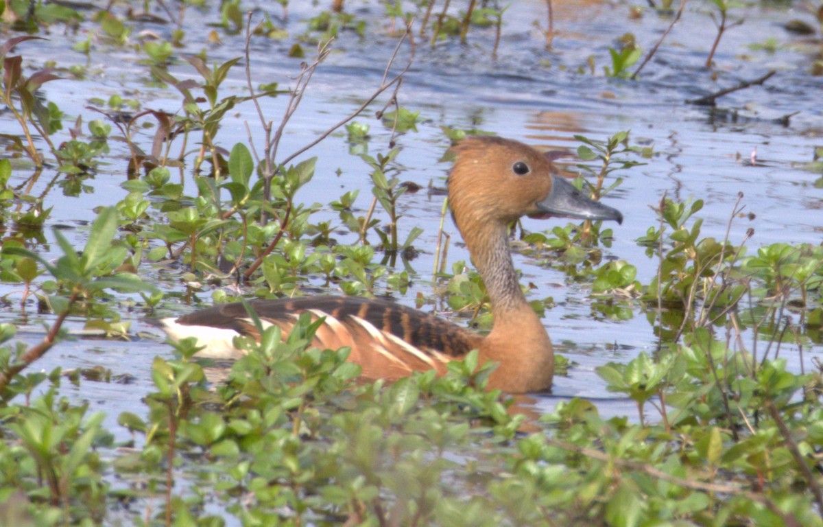eBird Checklist - 30 Mar 2024 - Cameron Prairie NWR Pintail Drive - 5 ...