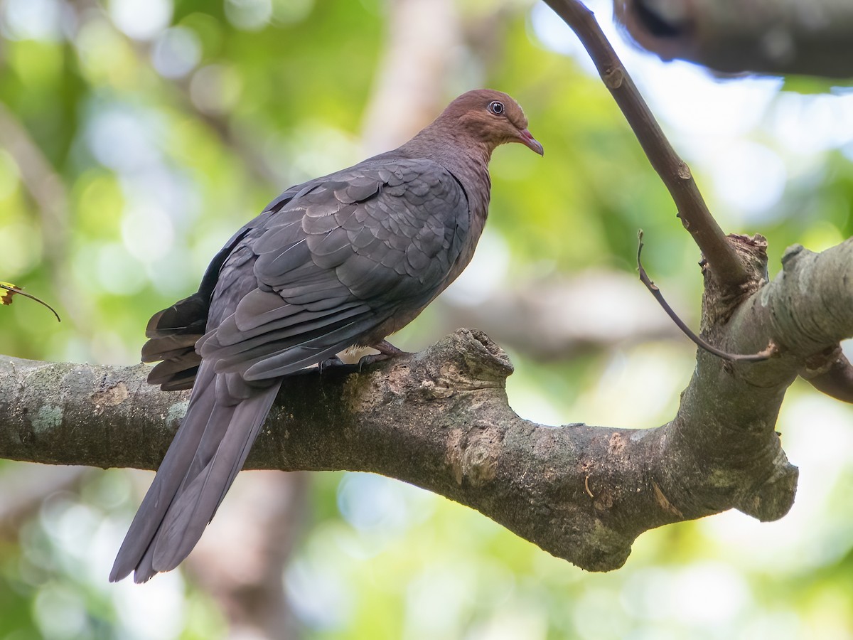Philippine Cuckoo-Dove - Macropygia tenuirostris - Birds of the World