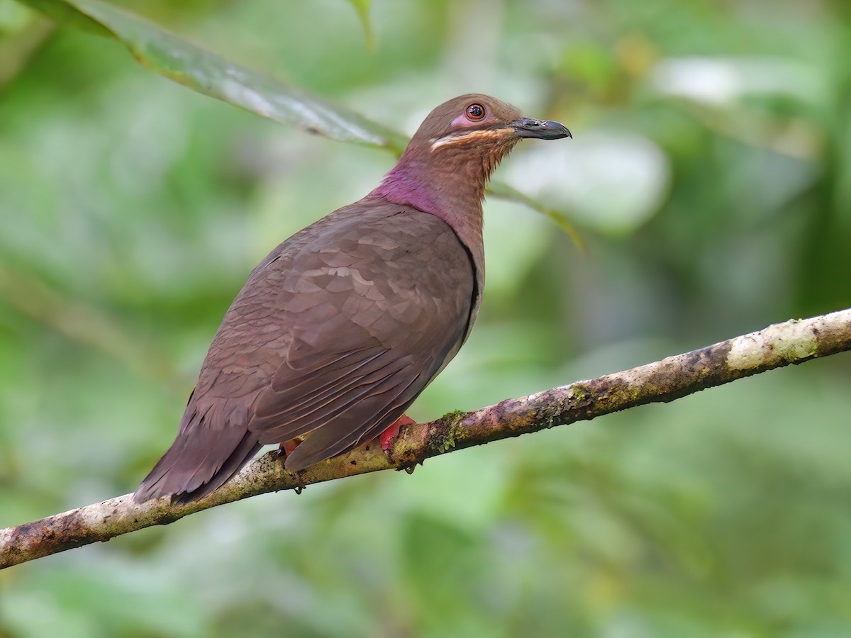 Amethyst Brown-Dove - Phapitreron amethystinus - Birds of the World