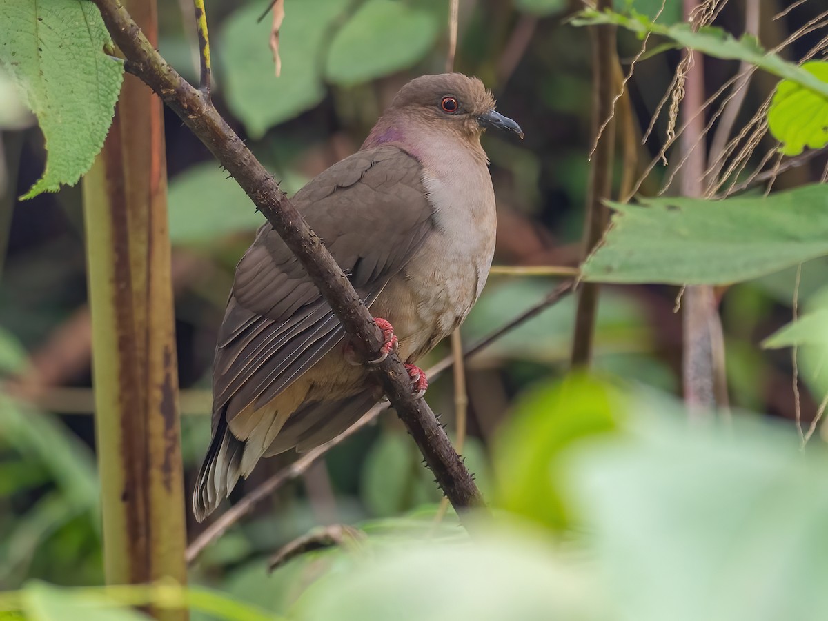 Mindanao Brown-Dove - Phapitreron brunneiceps - Birds of the World