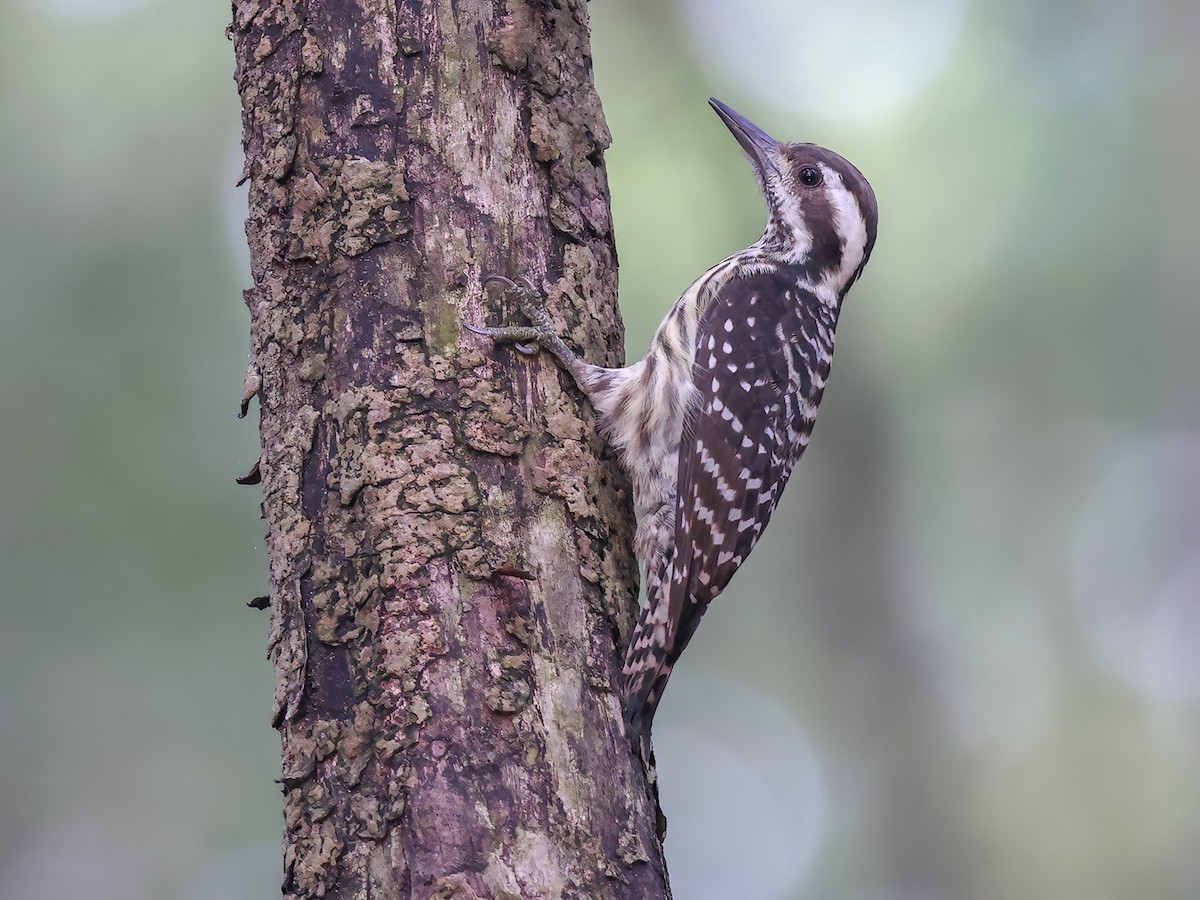 Philippine Pygmy Woodpecker - Yungipicus maculatus - Birds of the World