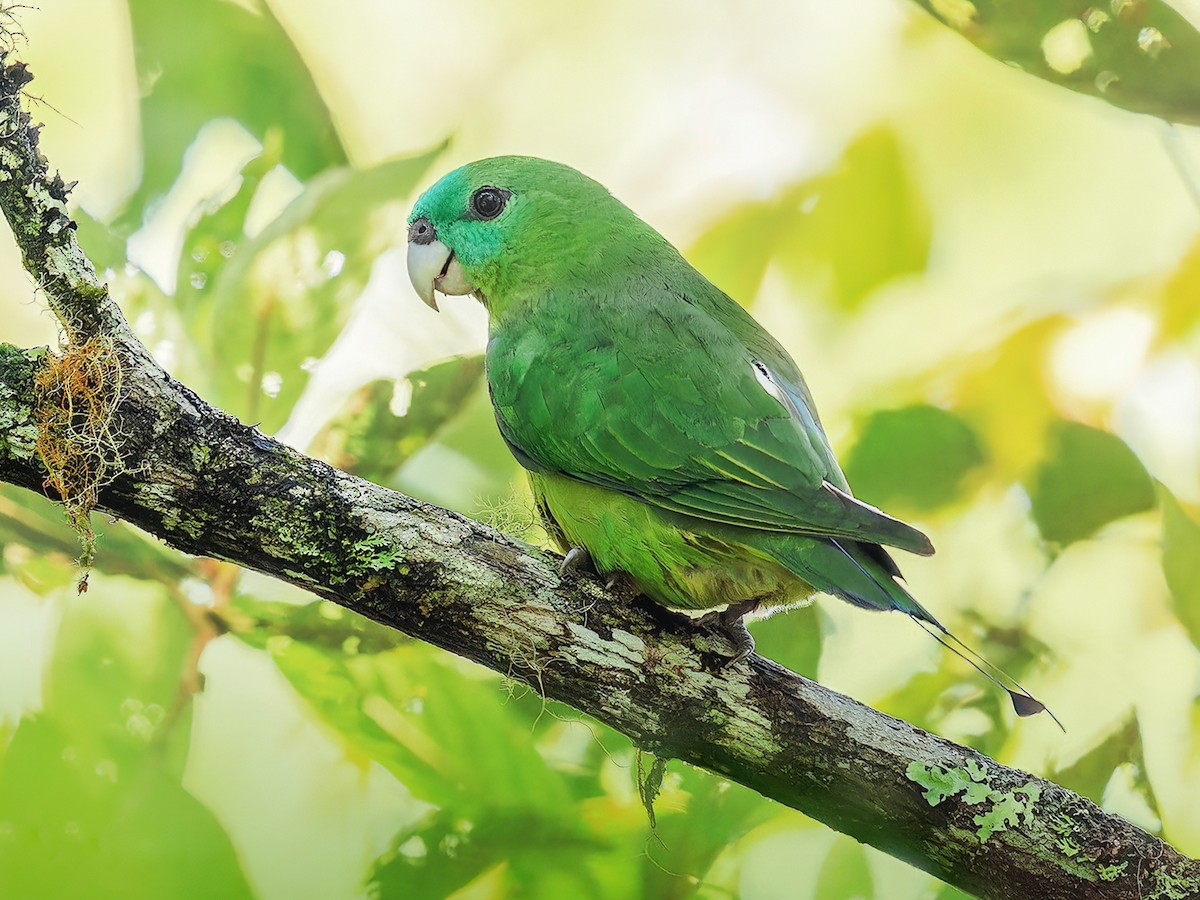 Mindanao Racquet-tail - Prioniturus waterstradti - Birds of the World