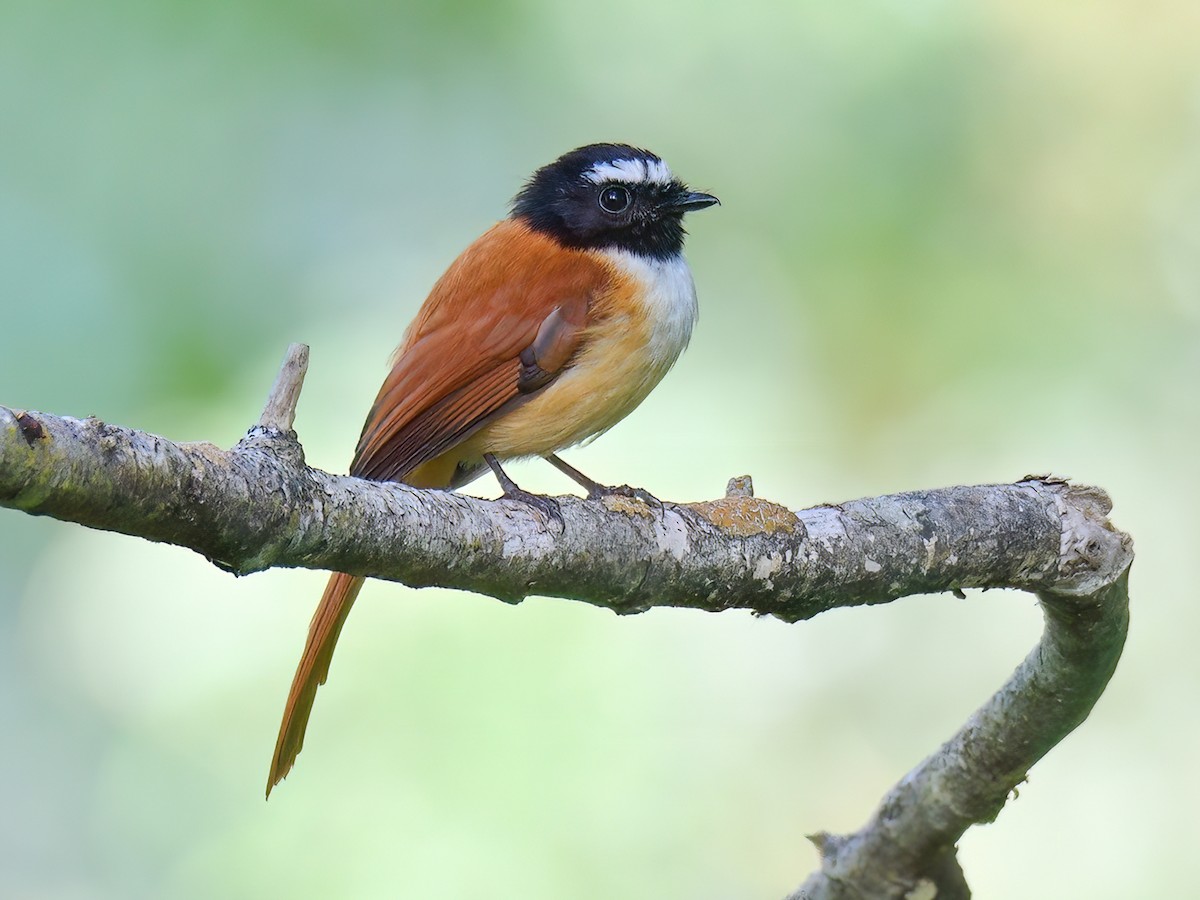 Black-and-cinnamon Fantail - Rhipidura nigrocinnamomea - Birds of the World