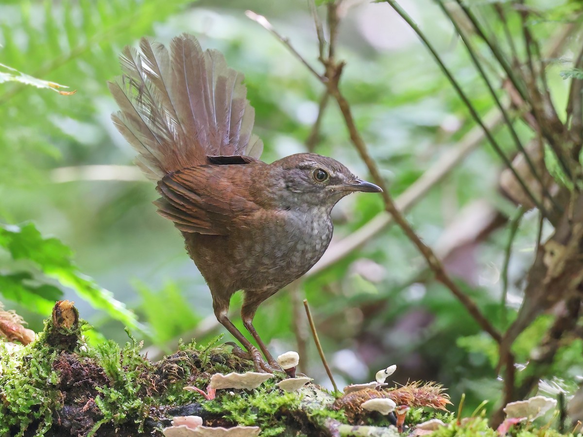 Long-tailed Bush Warbler - Locustella caudata - Birds of the World