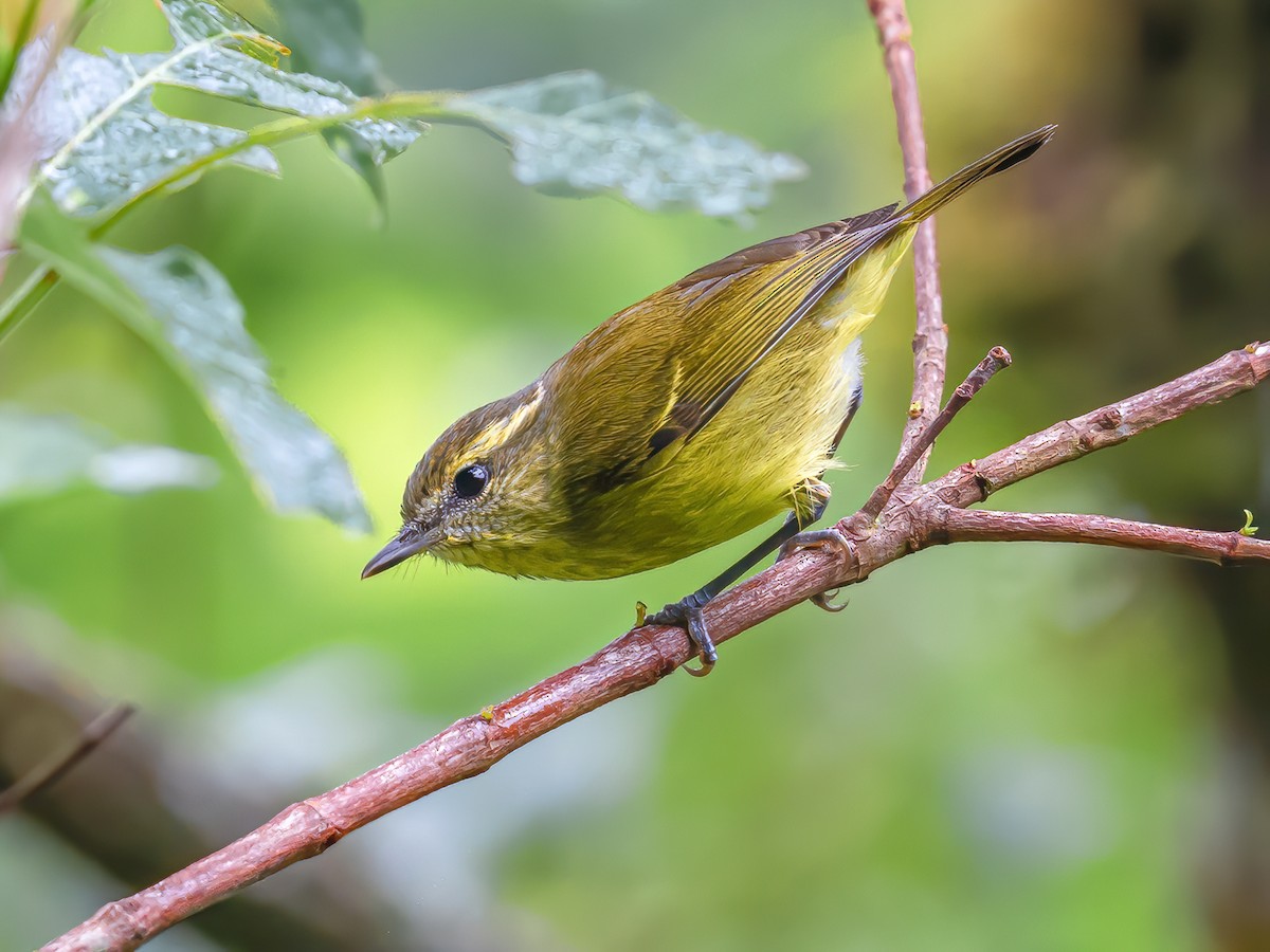 Negros Leaf Warbler - Phylloscopus nigrorum - Birds of the World