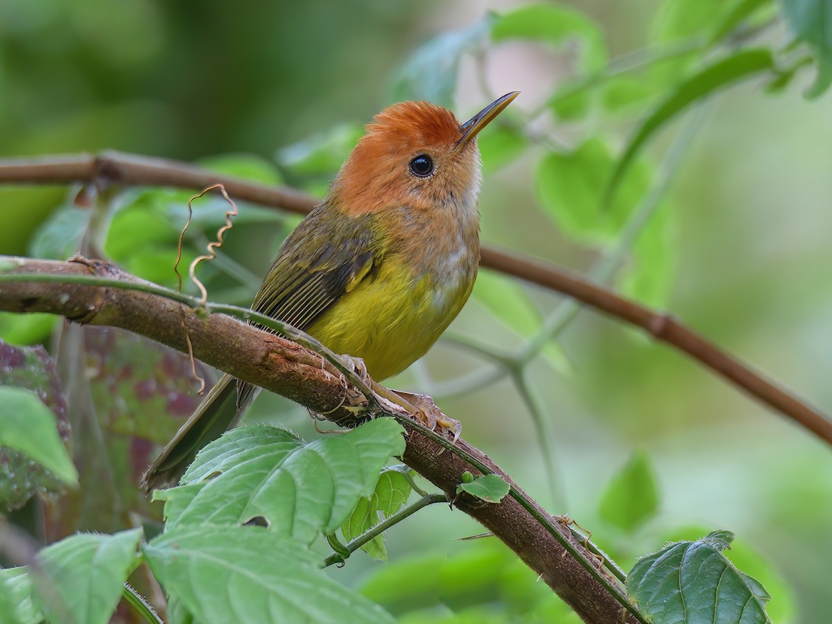 Rufous-headed Tailorbird - Phyllergates heterolaemus - Birds of the World