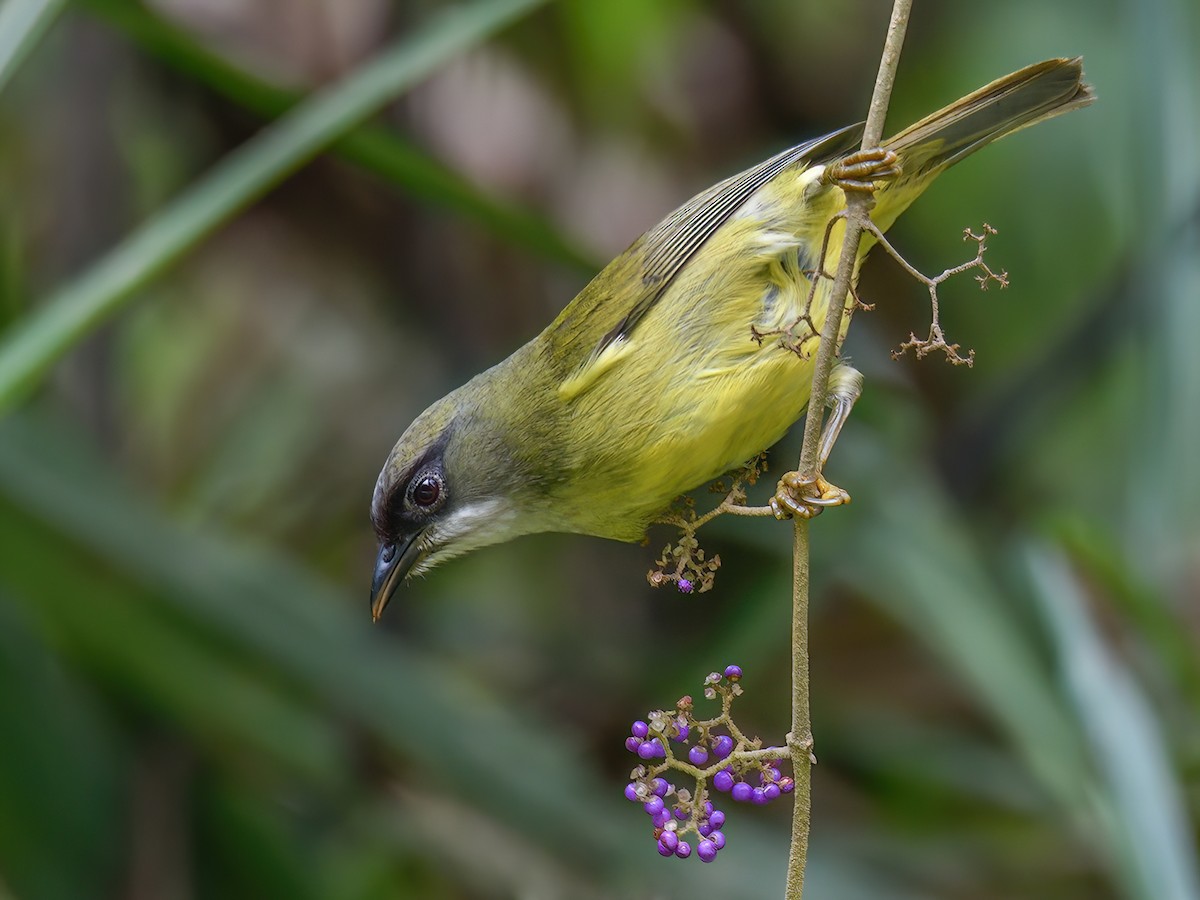 Mindanao Heleia - Heleia goodfellowi - Birds of the World