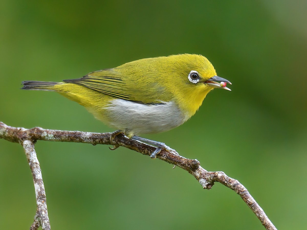 Warbling White-eye - Zosterops japonicus - Birds of the World
