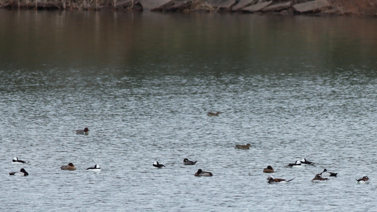 Pennsylvania Bird Atlas Checklist - 1 Apr 2024 - Ethel Springs Lake - 22 species
