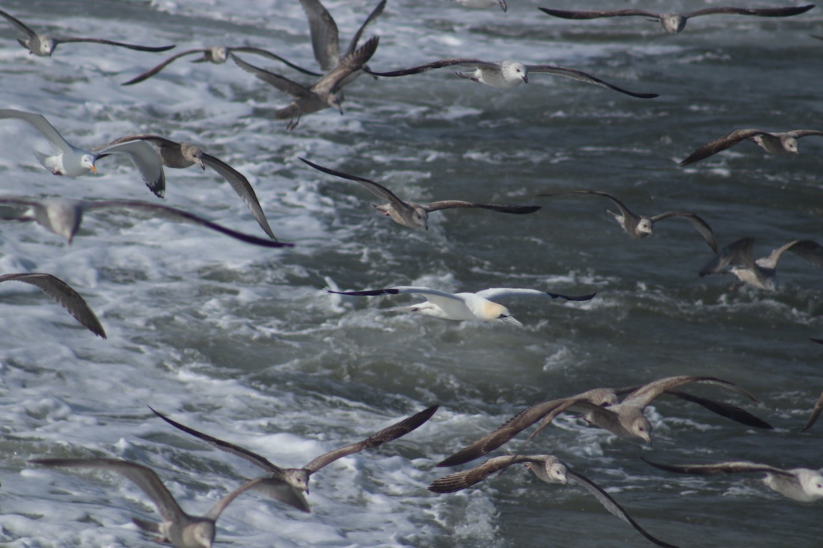 eBird Checklist - 31 Mar 2024 - Cape May-Lewes Ferry (NJ waters) - 12 ...