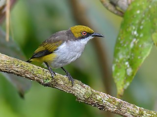 Olive-capped Flowerpecker - Dicaeum nigrilore - Birds of the World
