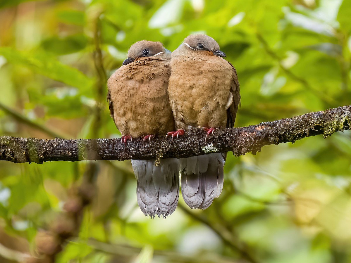 White-eared Brown-Dove - Phapitreron leucotis - Birds of the World