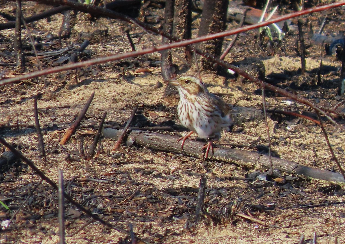North Carolina Bird Atlas Checklist - 29 Mar 2024 - Sandhills Game Land: Georges (Oran) Drop ...