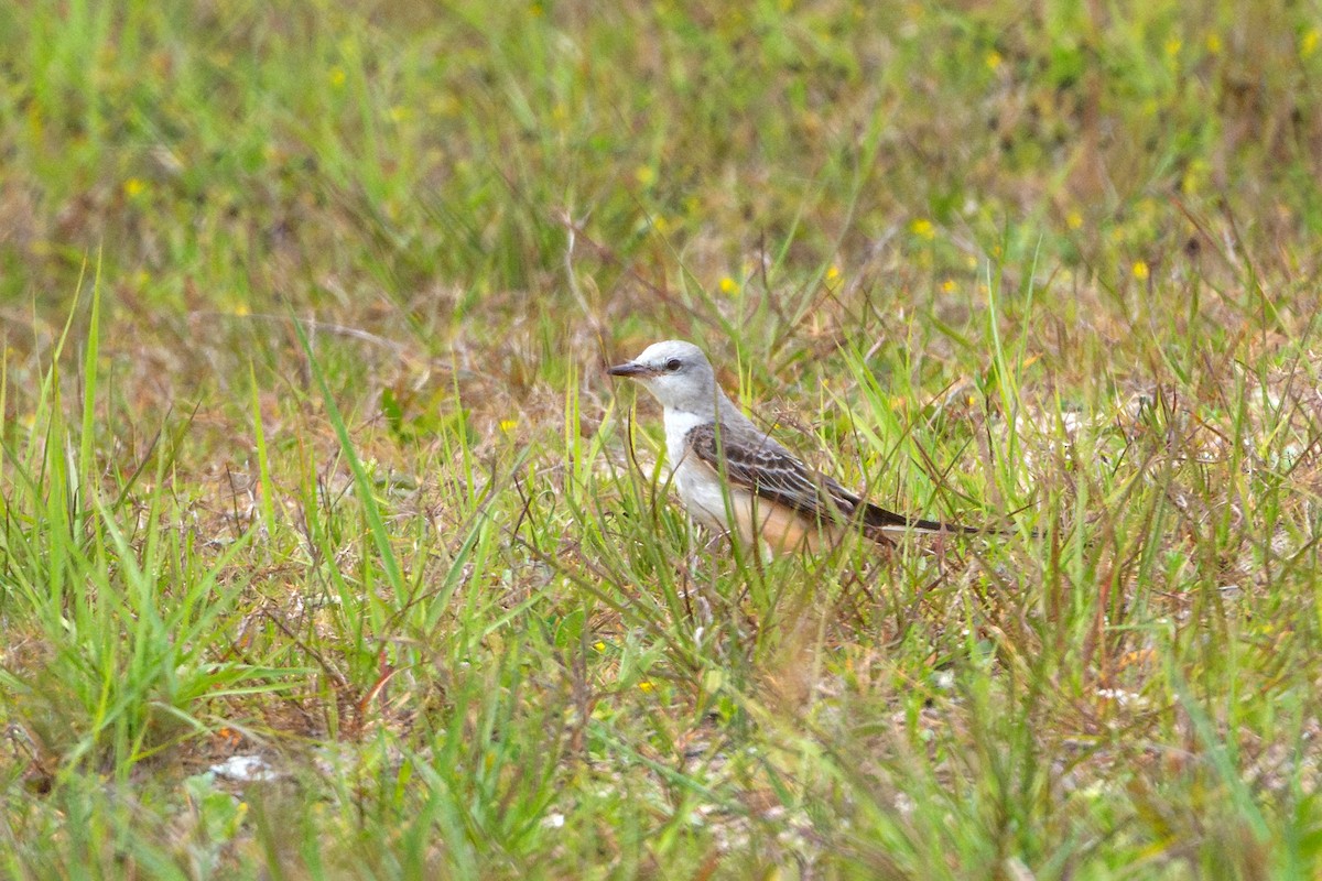eBird Checklist - 2 Apr 2024 - Blue Pig - 9 species
