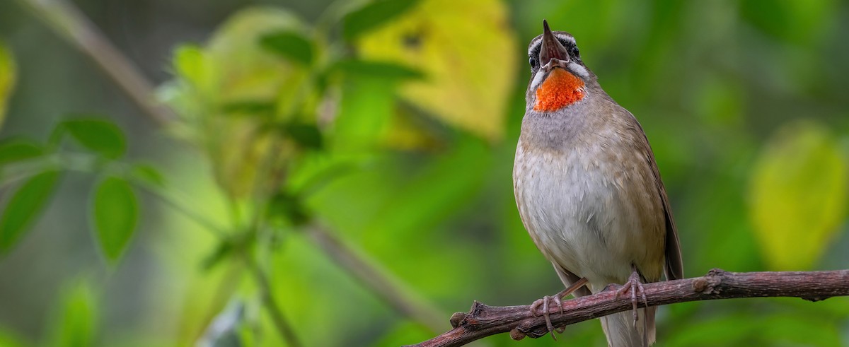 Birds of the World - Cornell Lab of Ornithology