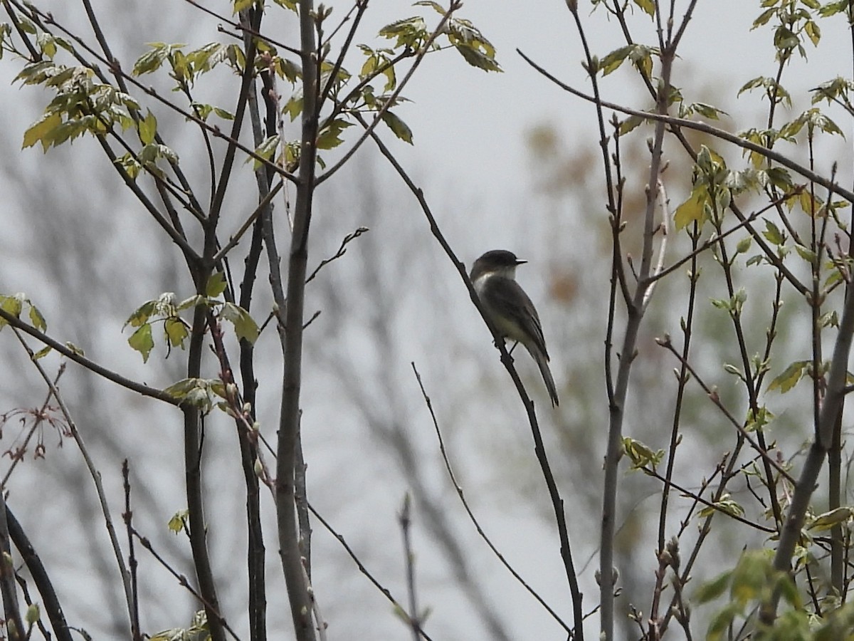 eBird Checklist - 2 Apr 2024 - Cavalier WMA - 25 species