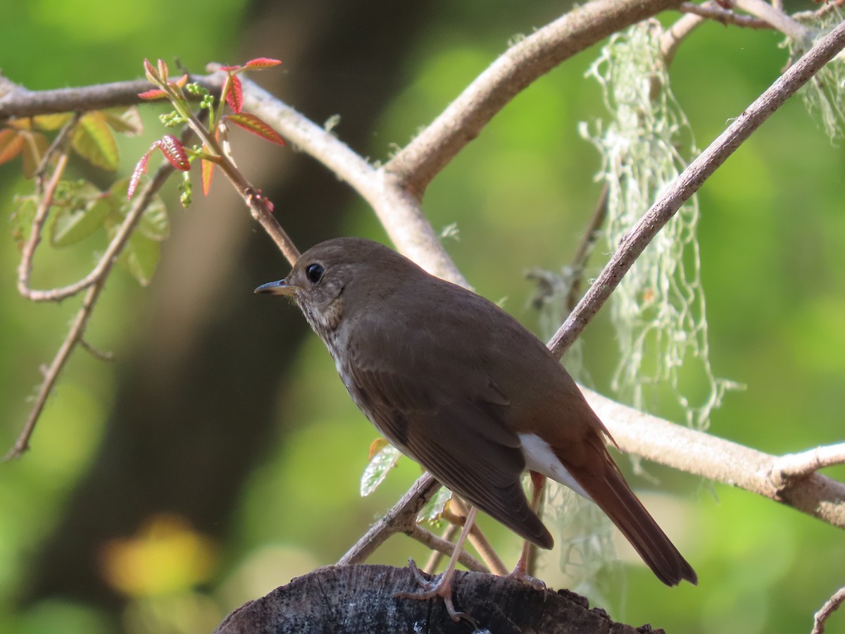 eBird Checklist - 21 Mar 2024 - Bob Jones Trail - 33 species