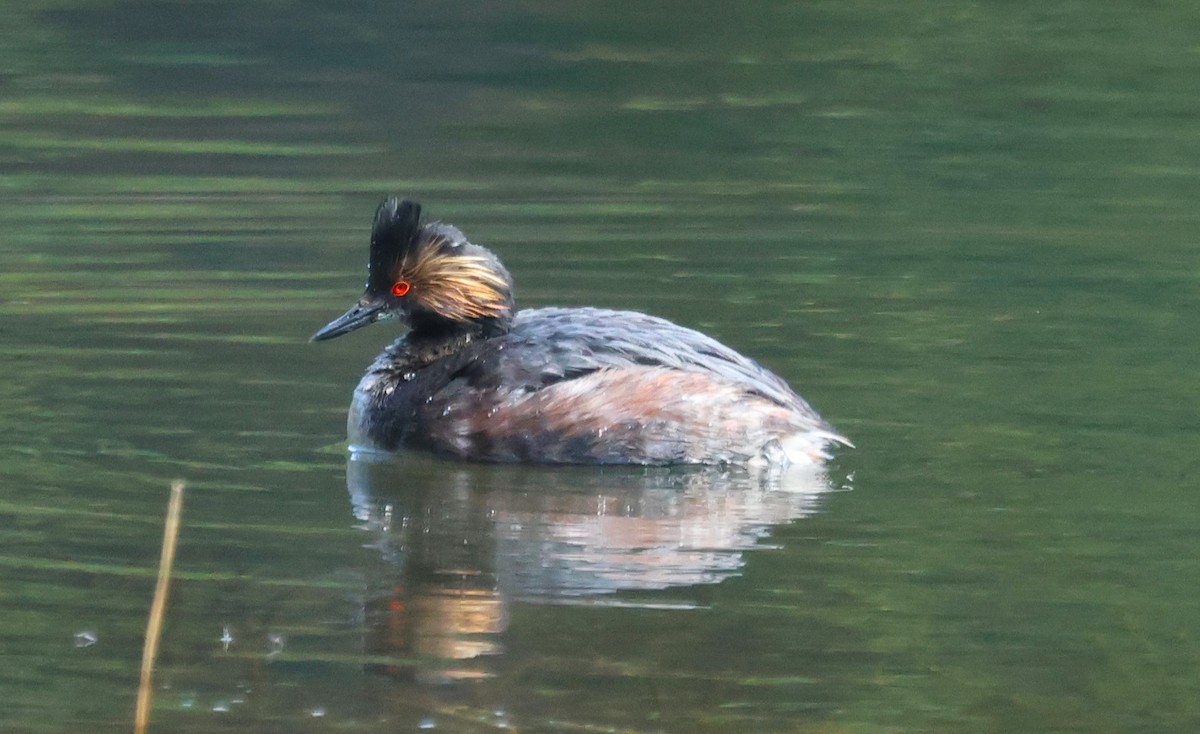 eBird Checklist - 2 Apr 2024 - Meadowmont Lake - 6 species