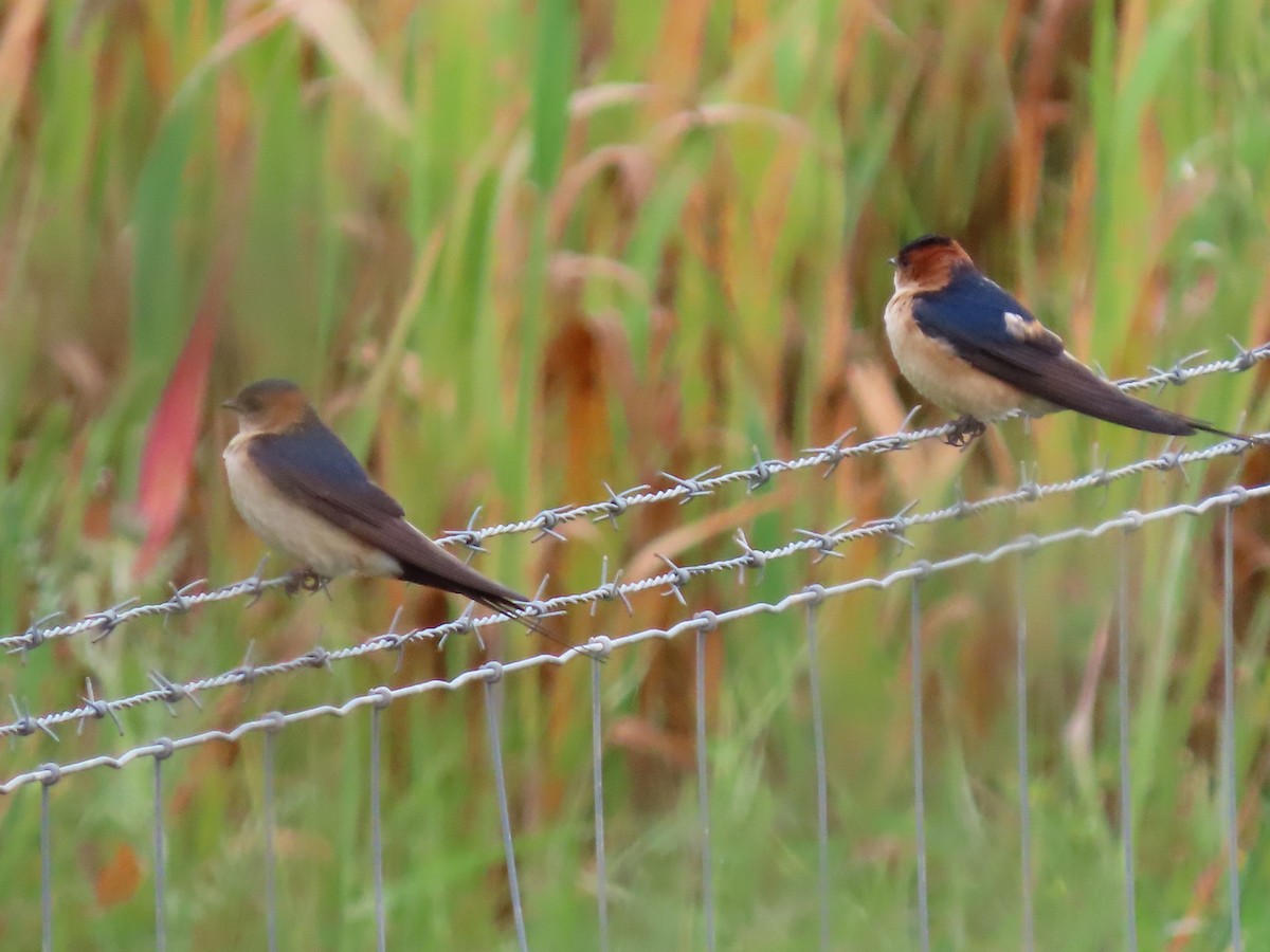 eBird Checklist - 31 Mar 2024 - ZPE Castro Verde--Salto - 9 species
