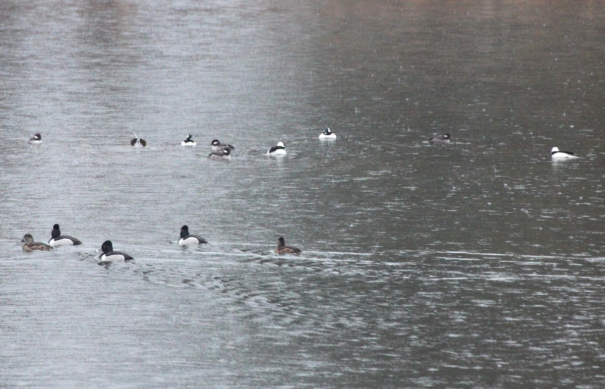 Pennsylvania Bird Atlas Checklist - 2 Apr 2024 - Lake Montrose - 10 species