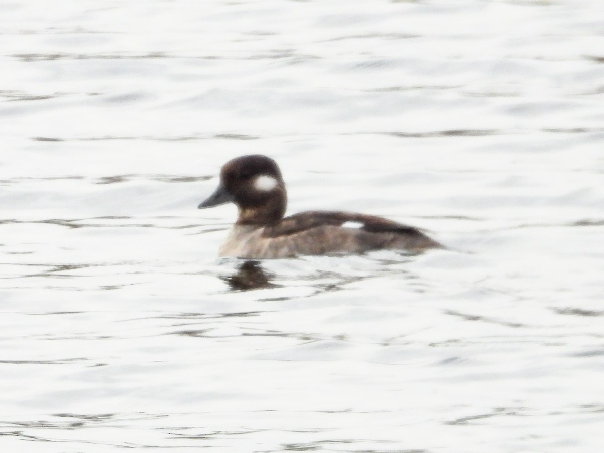 eBird Checklist - 2 Apr 2024 - Timber Ridge Forest Preserve--West - 5 ...