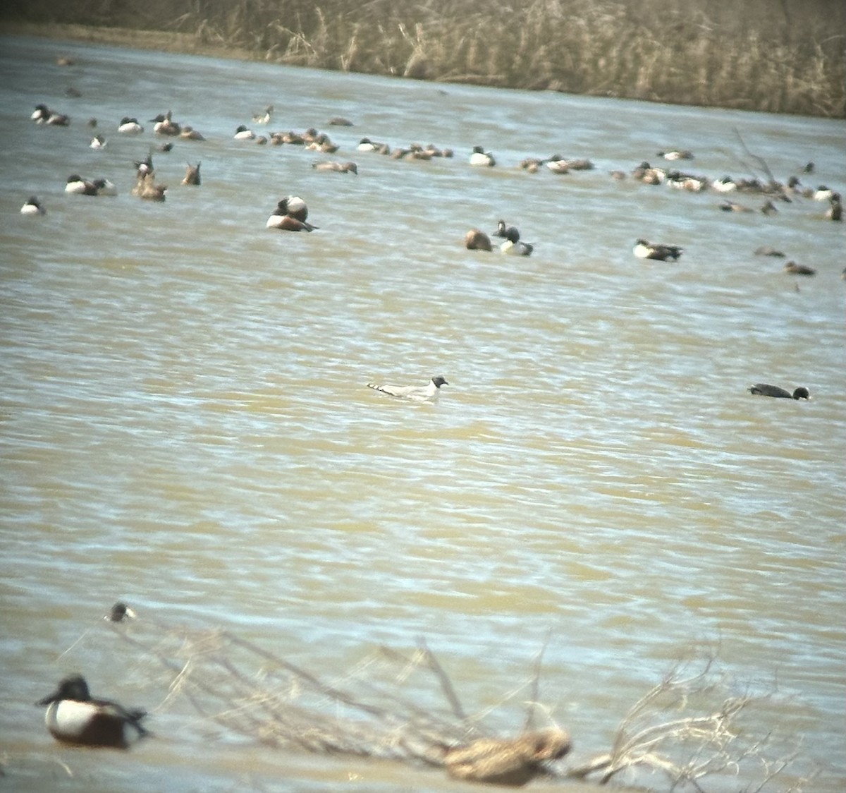 eBird Checklist - 2 Apr 2024 - Piute Ponds (permit required) - 61 ...