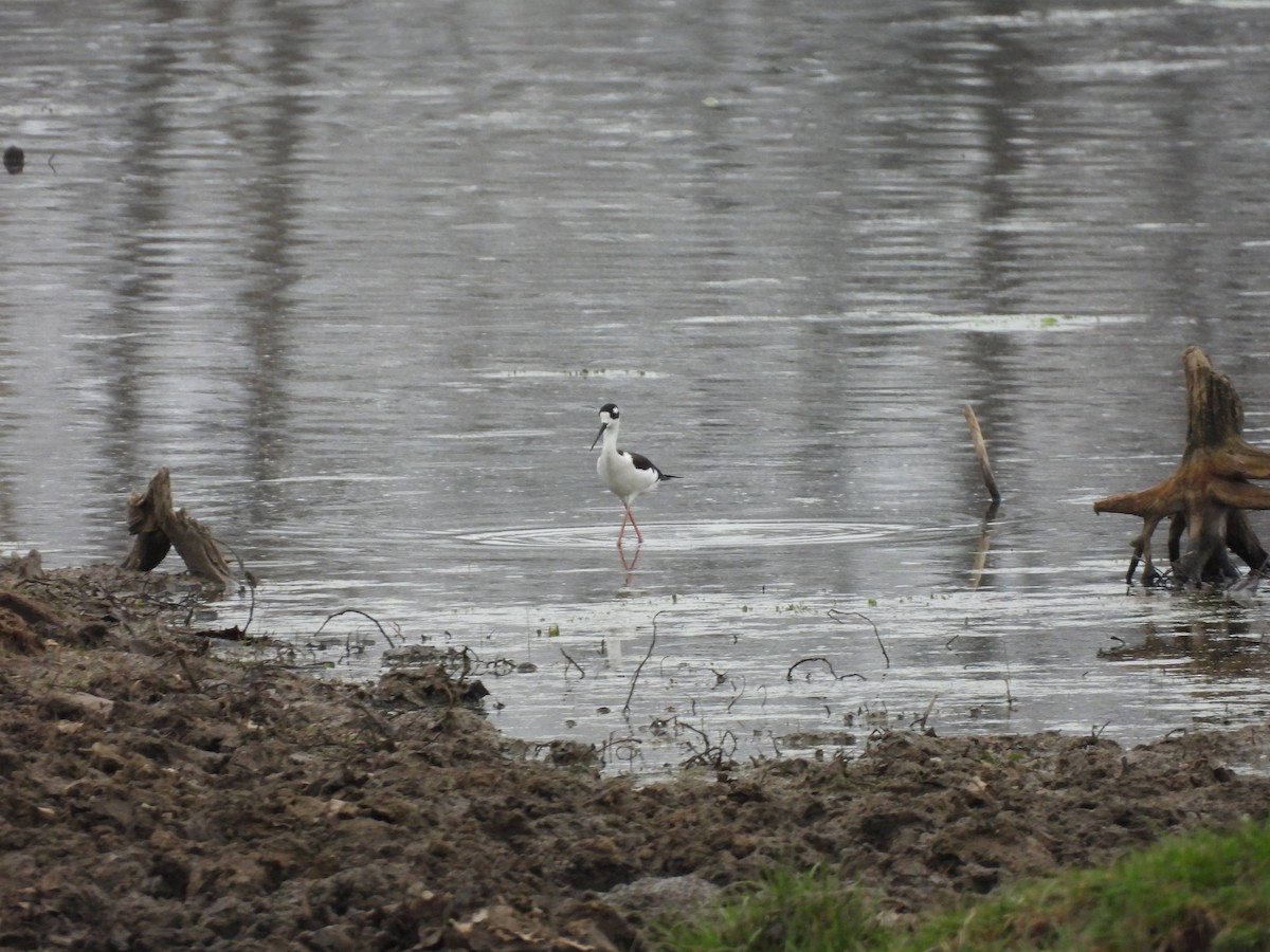 eBird Checklist - 1 Apr 2024 - Chinook Mine North (Vigo Co.) - 29 species