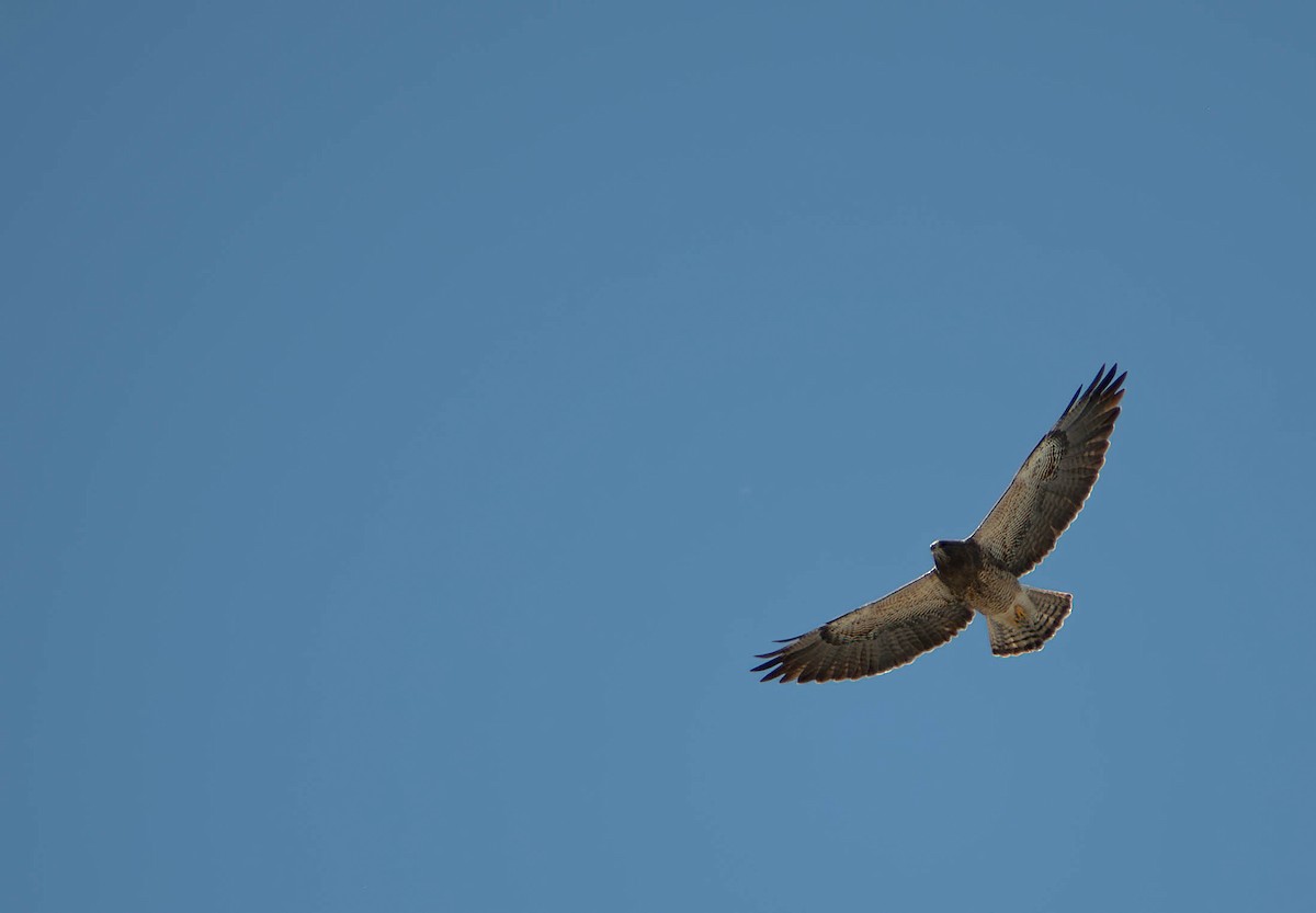 eBird Checklist - 2 Apr 2024 - UC Davis--Arboretum - 32 species (+1 ...