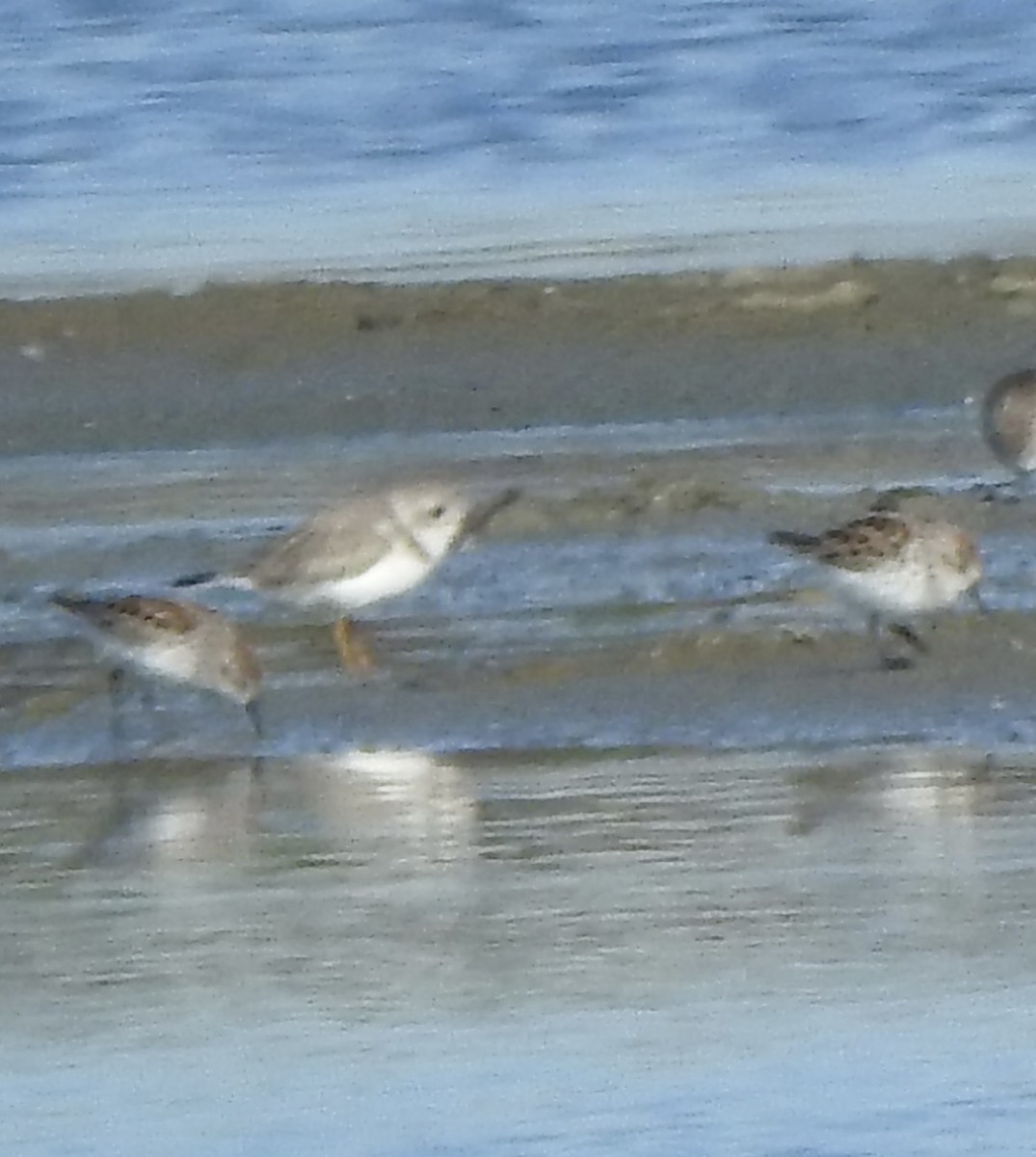 eBird Checklist - 2 Apr 2024 - Don Edwards NWR--Ravenswood Salt Ponds ...