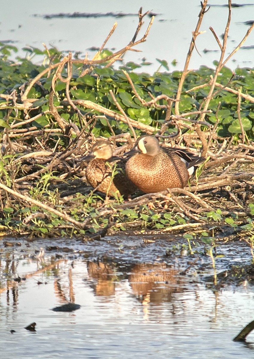 eBird Checklist - 2 Apr 2024 - Tyrrell Park--Cattail Marsh - 26 species