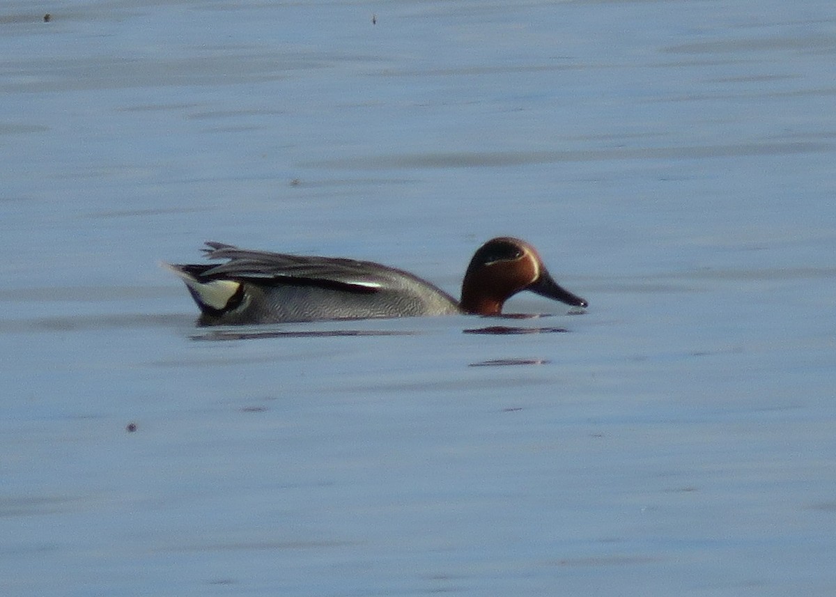 eBird Checklist - 30 Mar 2024 - Merced NWR - 29 species (+10 other taxa)