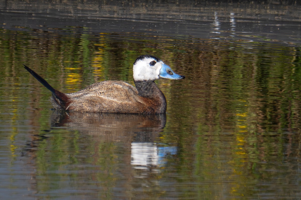 eBird Checklist - 3 Apr 2024 - Kibbutz Kfar Masaryk fishponds בריכות ...