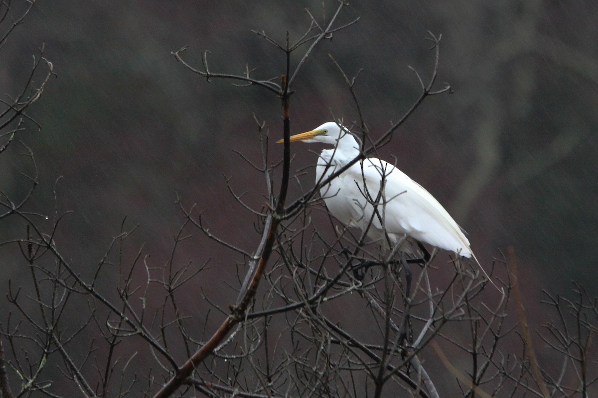Pennsylvania Bird Atlas Checklist - 2 Apr 2024 - Jordan Run Rd. Pond--Roadside Access Only - 9 ...
