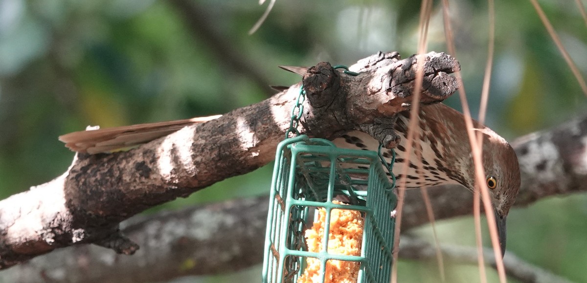 eBird Checklist - 2 Apr 2024 - My Backyard - 12 species